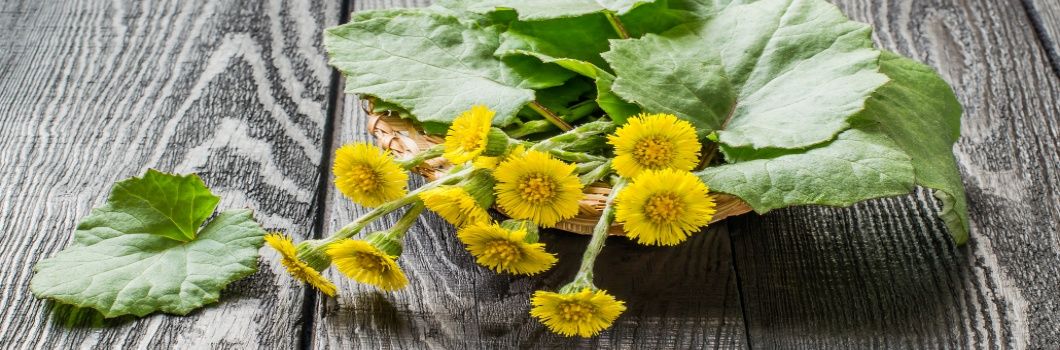 Podbiał pospolity właściwości, zastosowanie, napar z podbiału - Apo ...