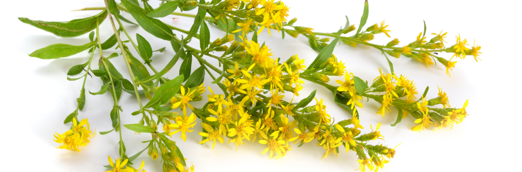 Nawłoć pospolita właściwości, Nawłoć gdzie rośnie, kiedy zbierać - Apo ...